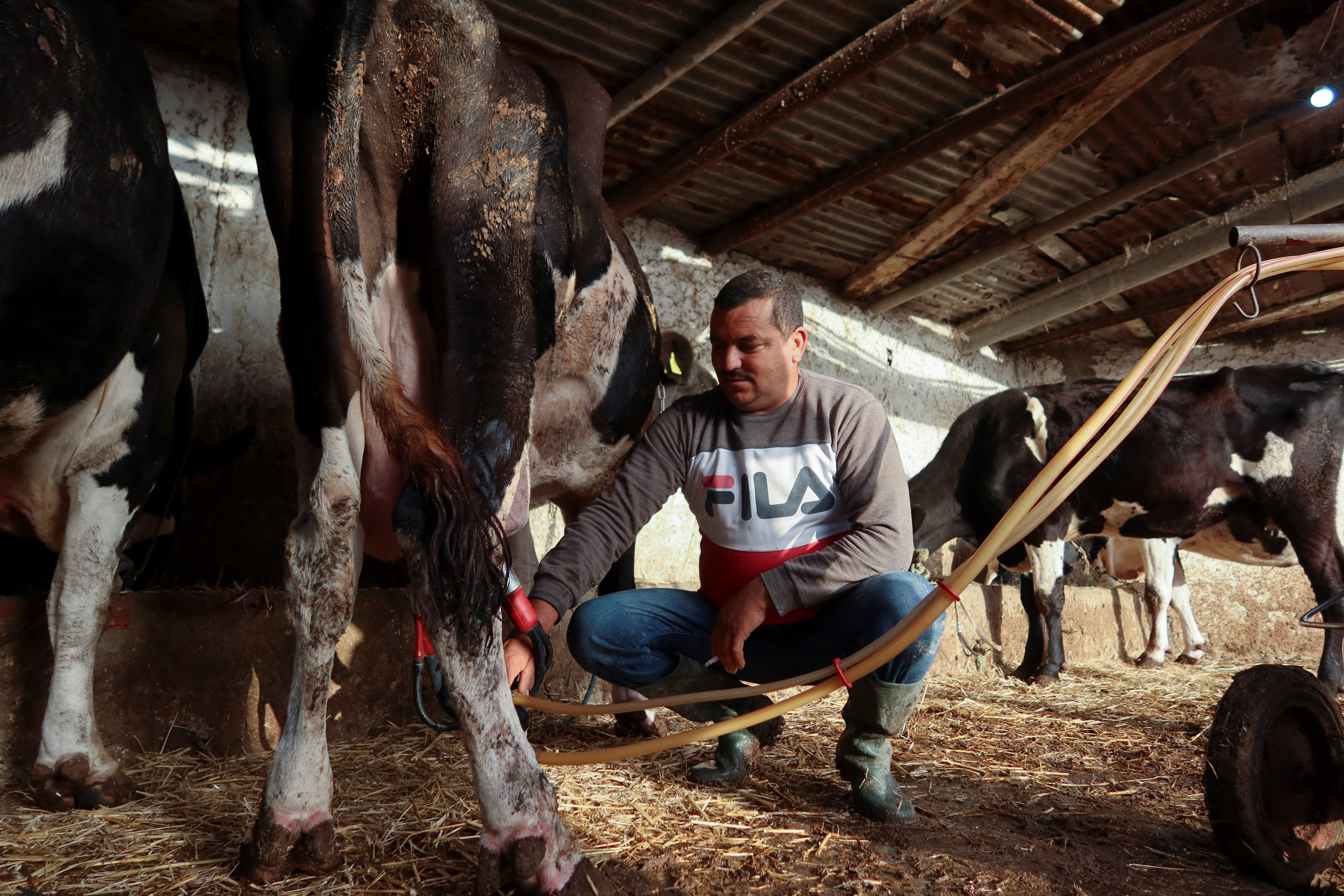 Cow Milk Tur Economy