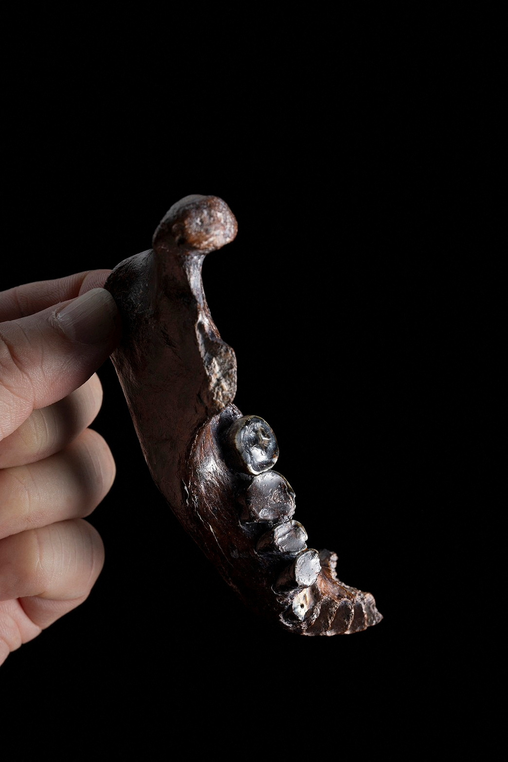 Penghu 1 Jawbone