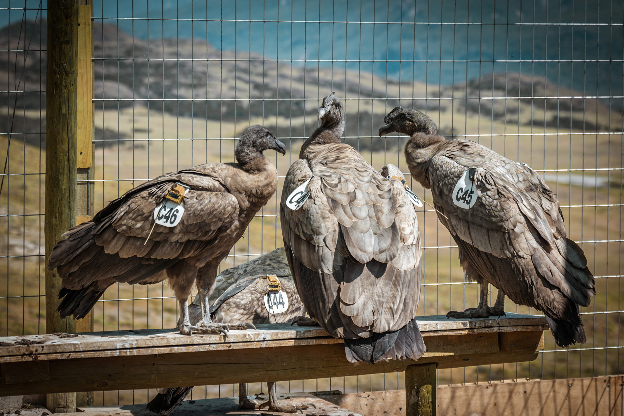 Andean condors released into Chilean Patagonia | Reuters