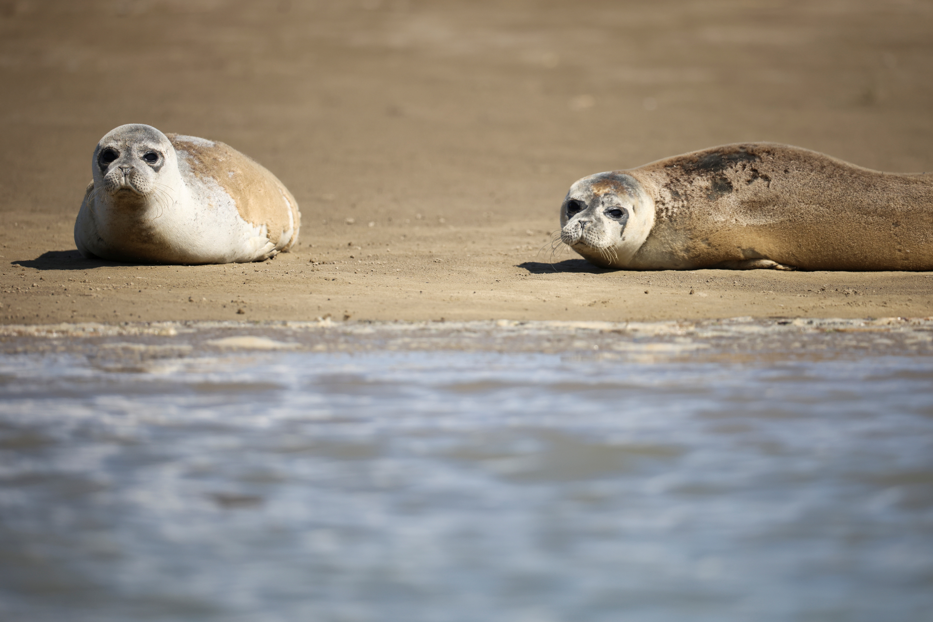 Thriving seal population dips in Britain's River Thames | Reuters