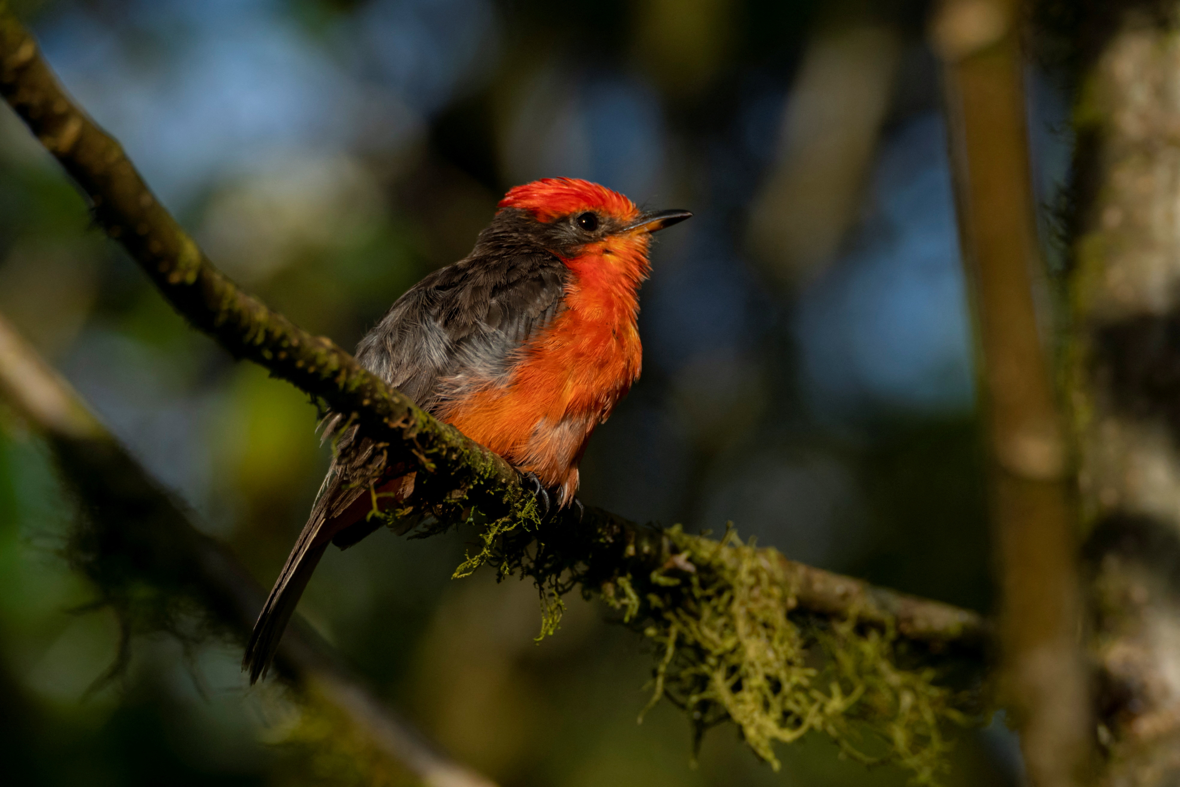 Galapagos Islands welcome Little Vermilion Flycatcher chicks amid ...