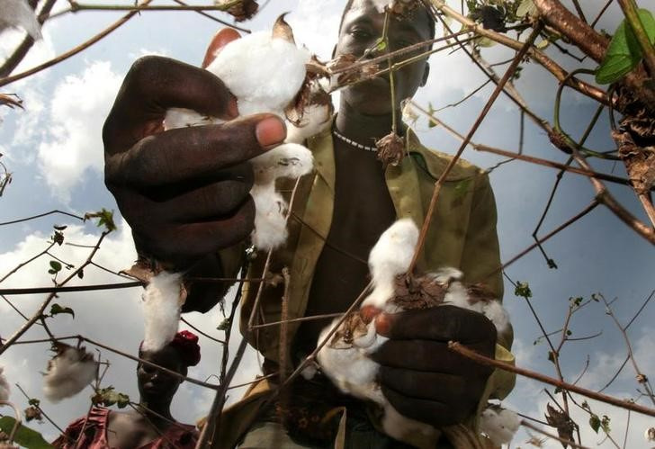 Parasite could cut Ivory Coast cotton output by up to 40% in 2022 | Reuters