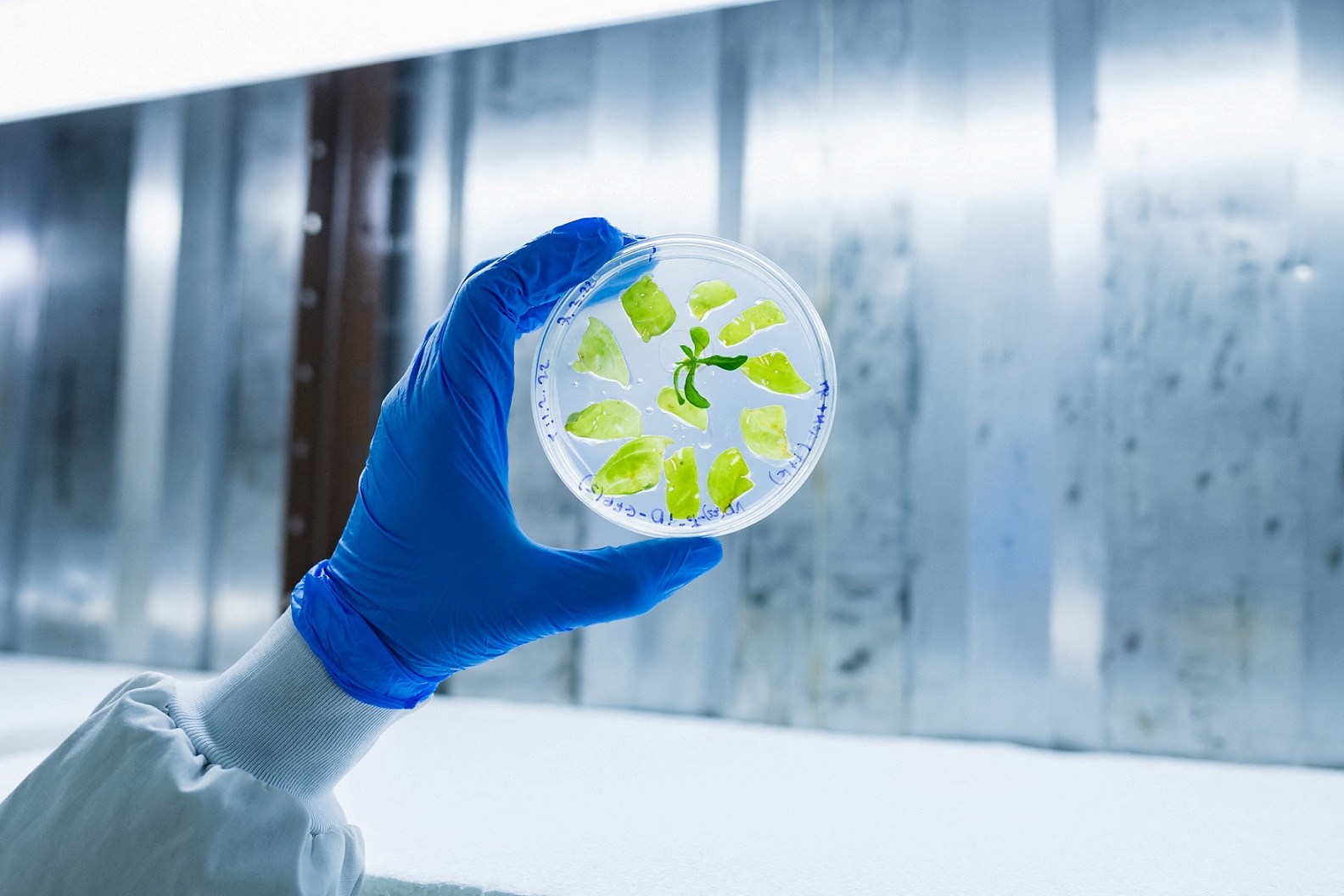 Tobacco has new role to play in cultivated meat production - Israeli ...