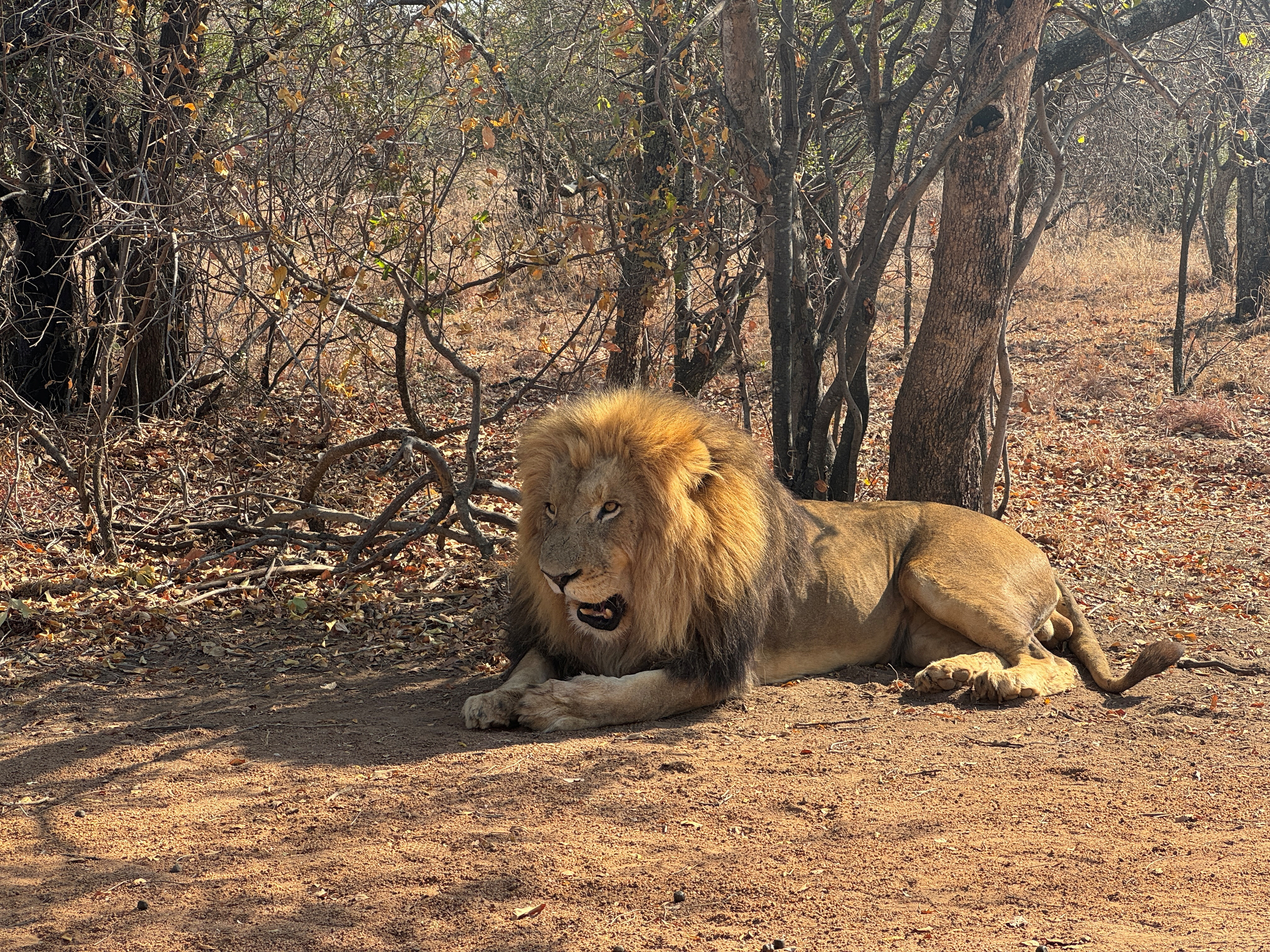 Pays Off Wild Lions