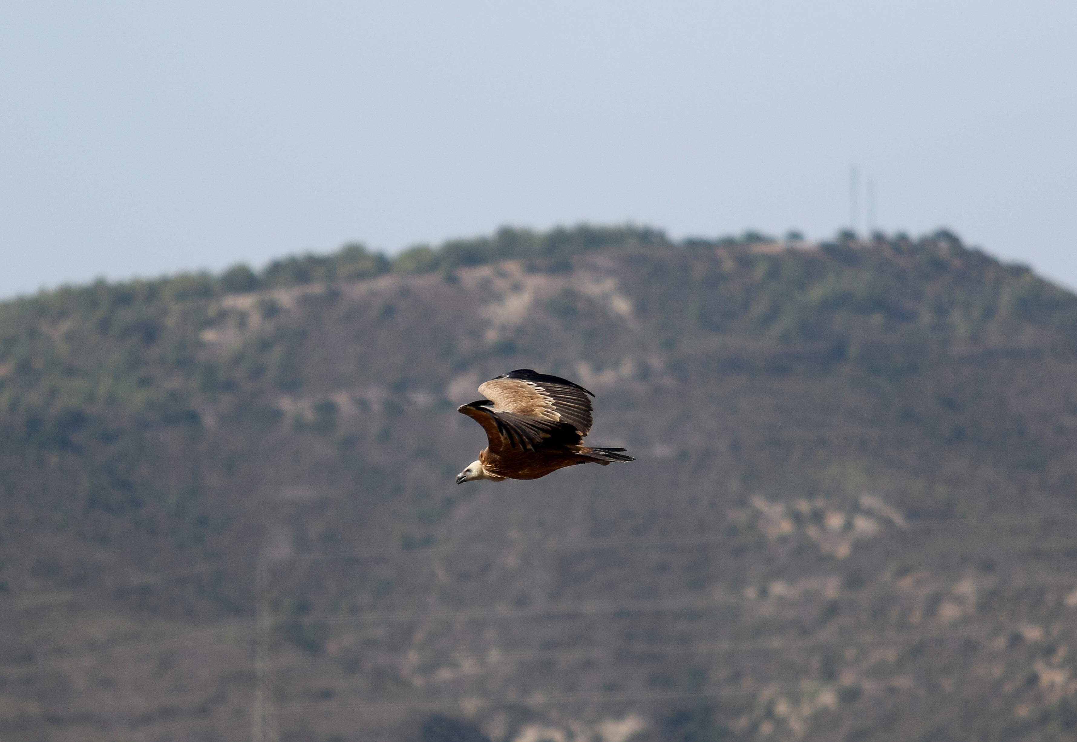 Vultures, nature's cleanup crew, get new lease of life in Cyprus | Reuters
