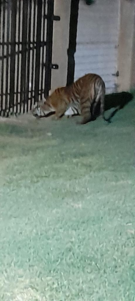 Vladimir Putin Pet Tiger