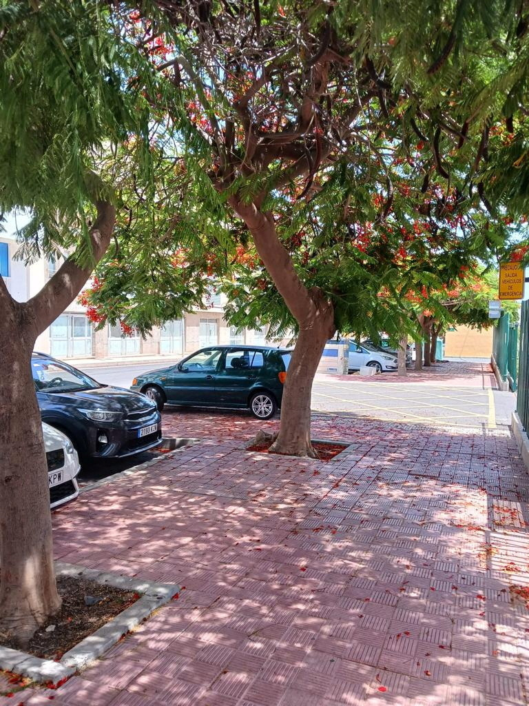 'Mad' tree cull raises hackles in Canary Island town | Reuters
