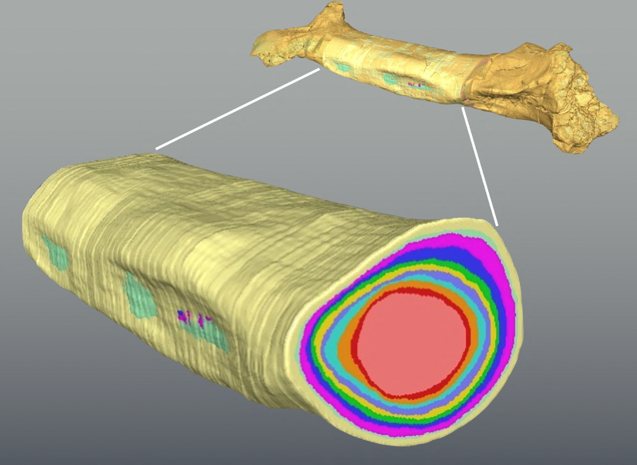 Bone study transforms understanding of dinosaur growth | Reuters