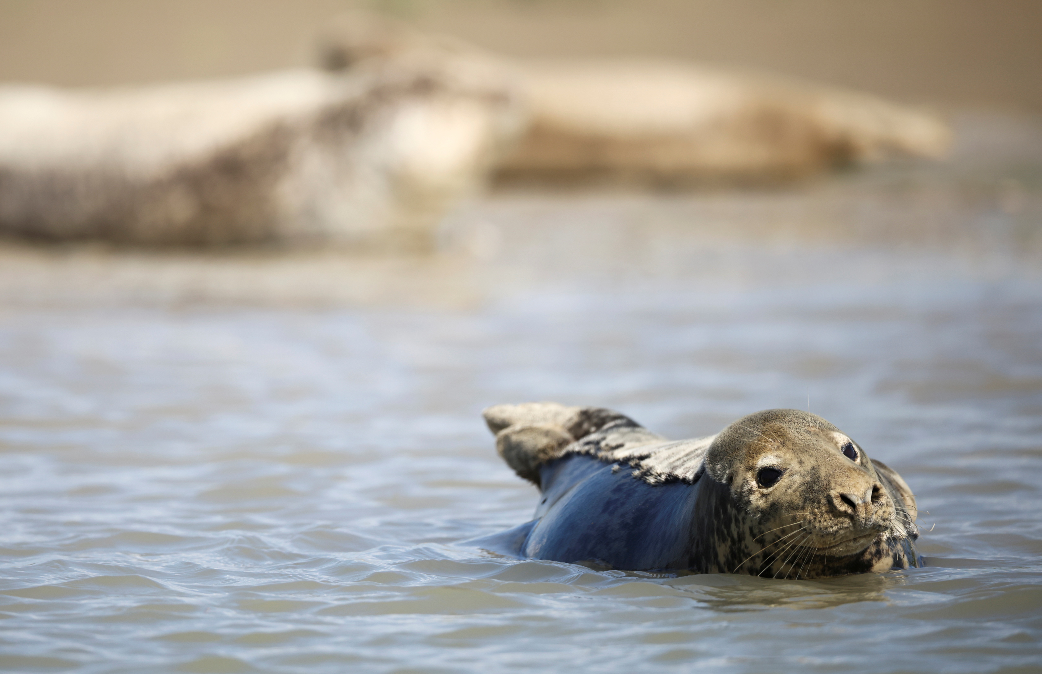 Thriving seal population dips in Britain's River Thames | Reuters