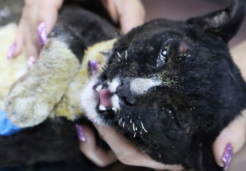 Volunteers rescue cats caught in Siberian wildfires | Reuters