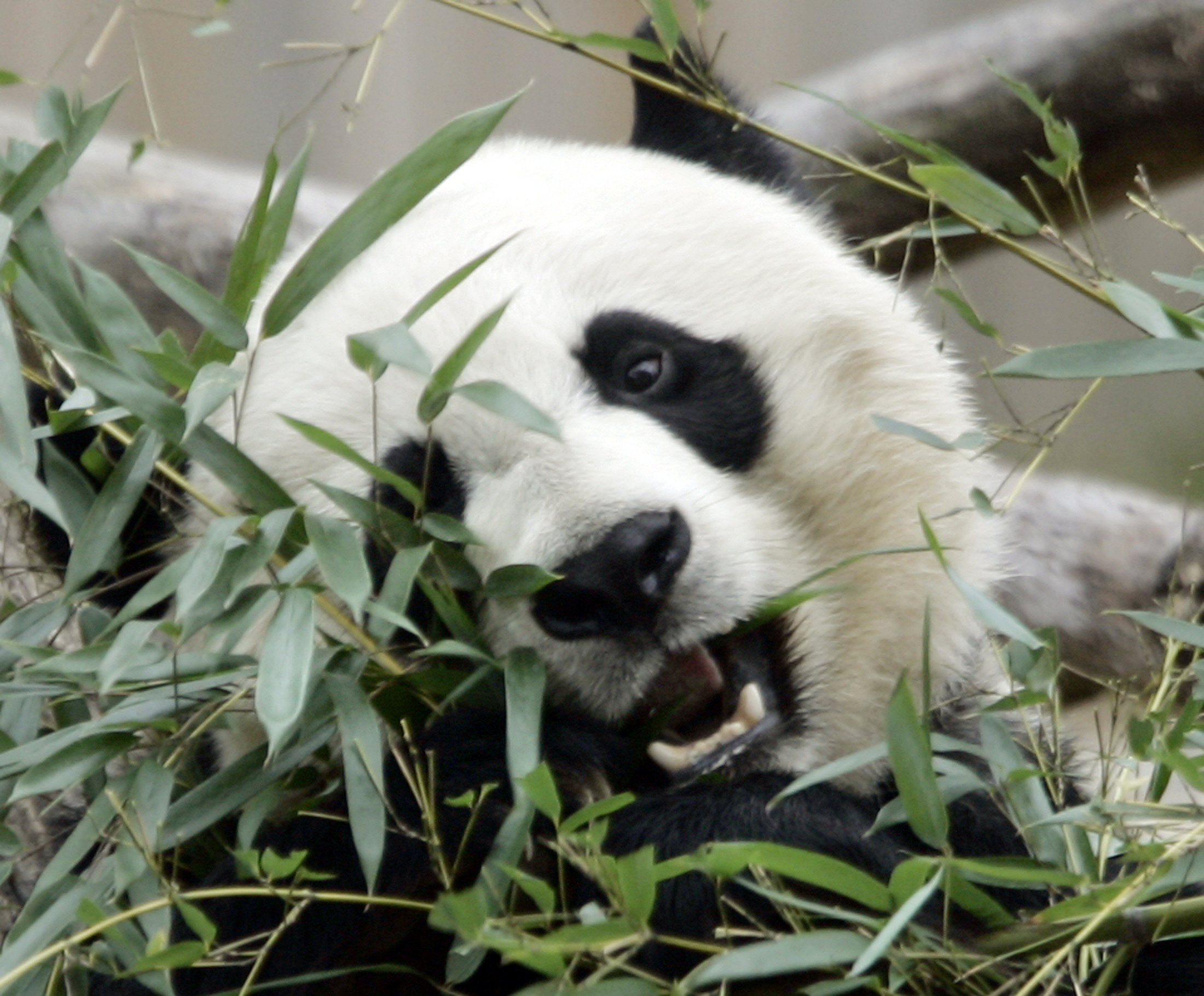 Panda cub to get his first peek at visitors as U.S. National Zoo ...