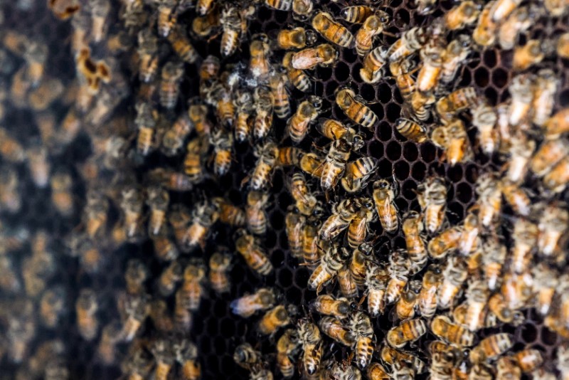 Bees find refuge from perilous world in robotic hive | Reuters