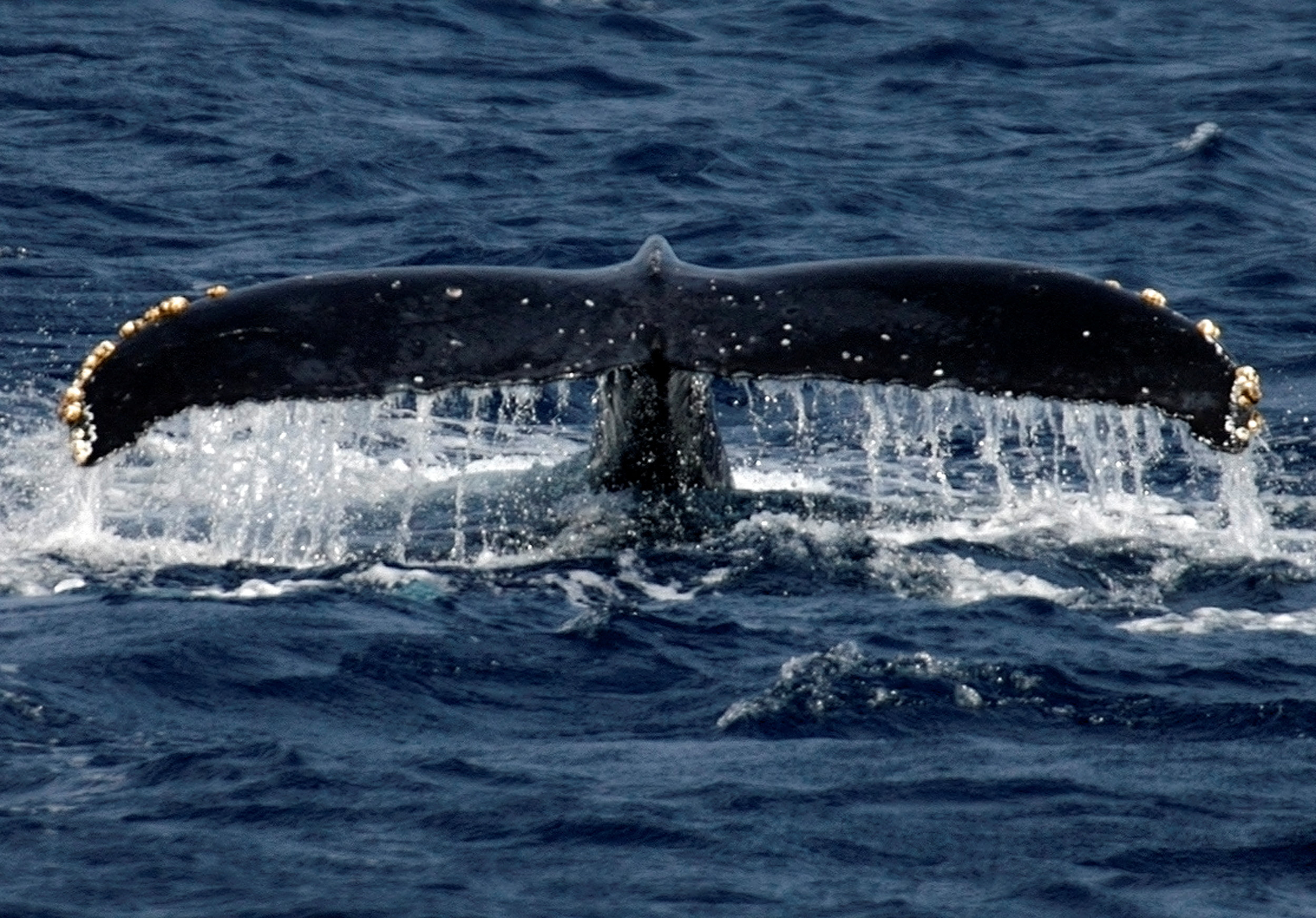 Blue whales found to swallow 10 million microplastic pieces daily | Reuters