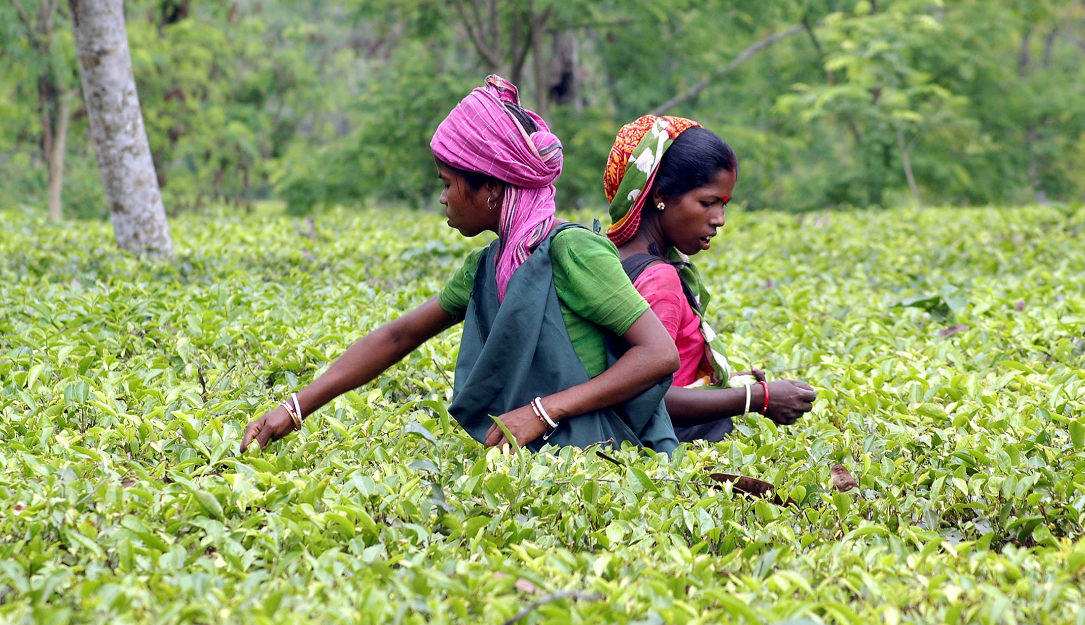 Society Watch: Tea firms urged to forge direct relations with workers ...