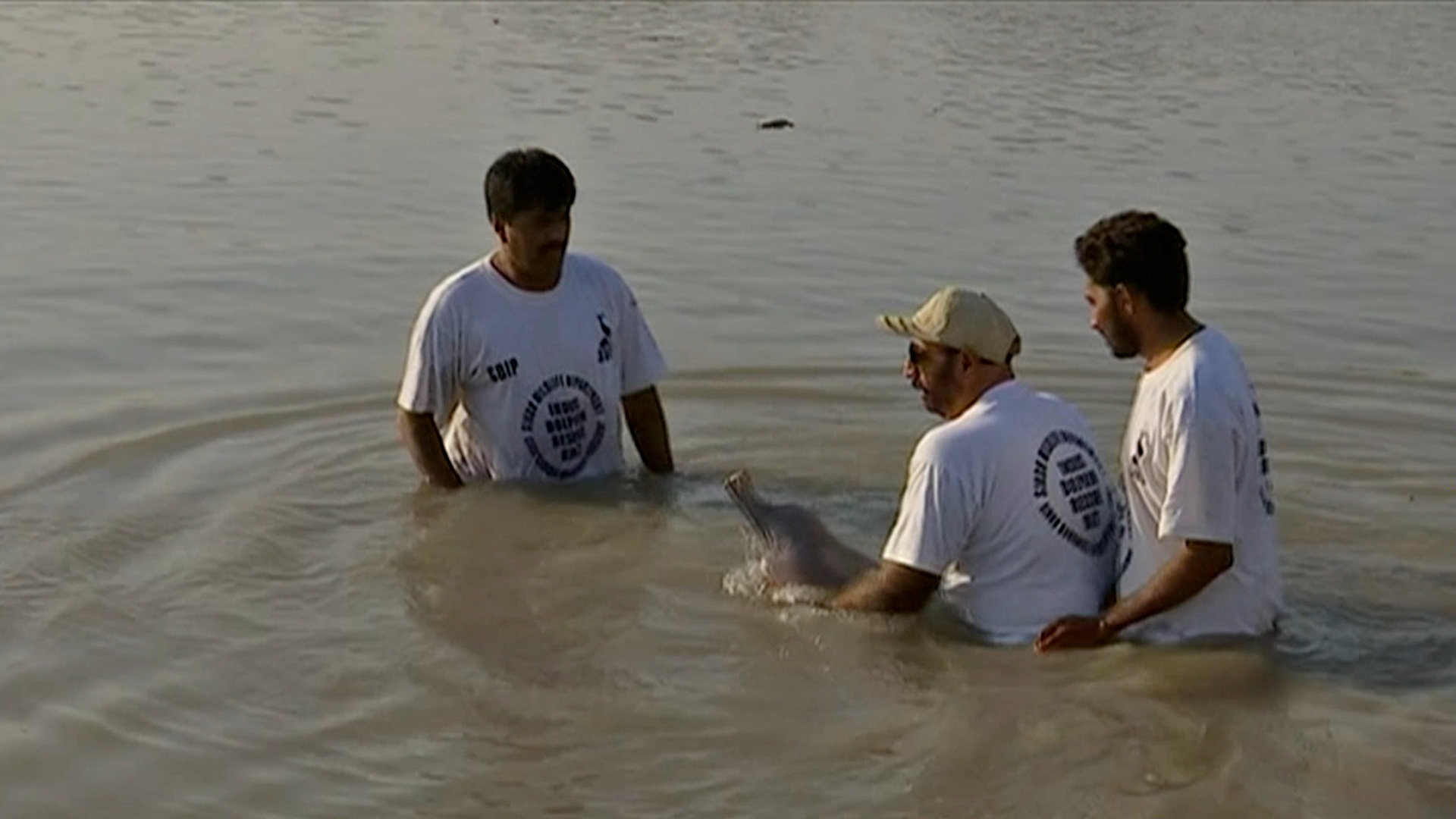 Dolphin that strayed is moved to sanctuary in Pakistan | Reuters