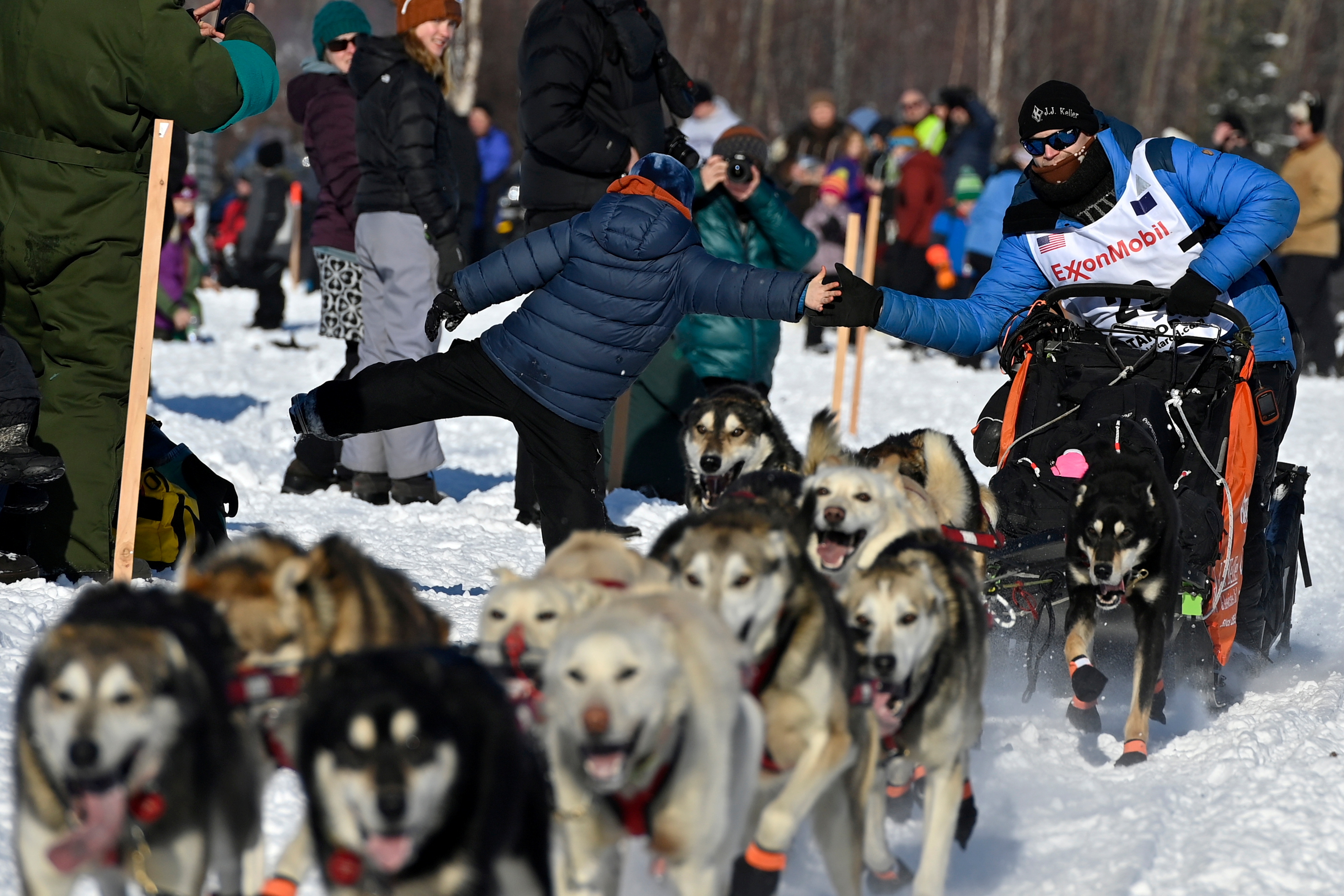 Dog Sled Team Iditarod