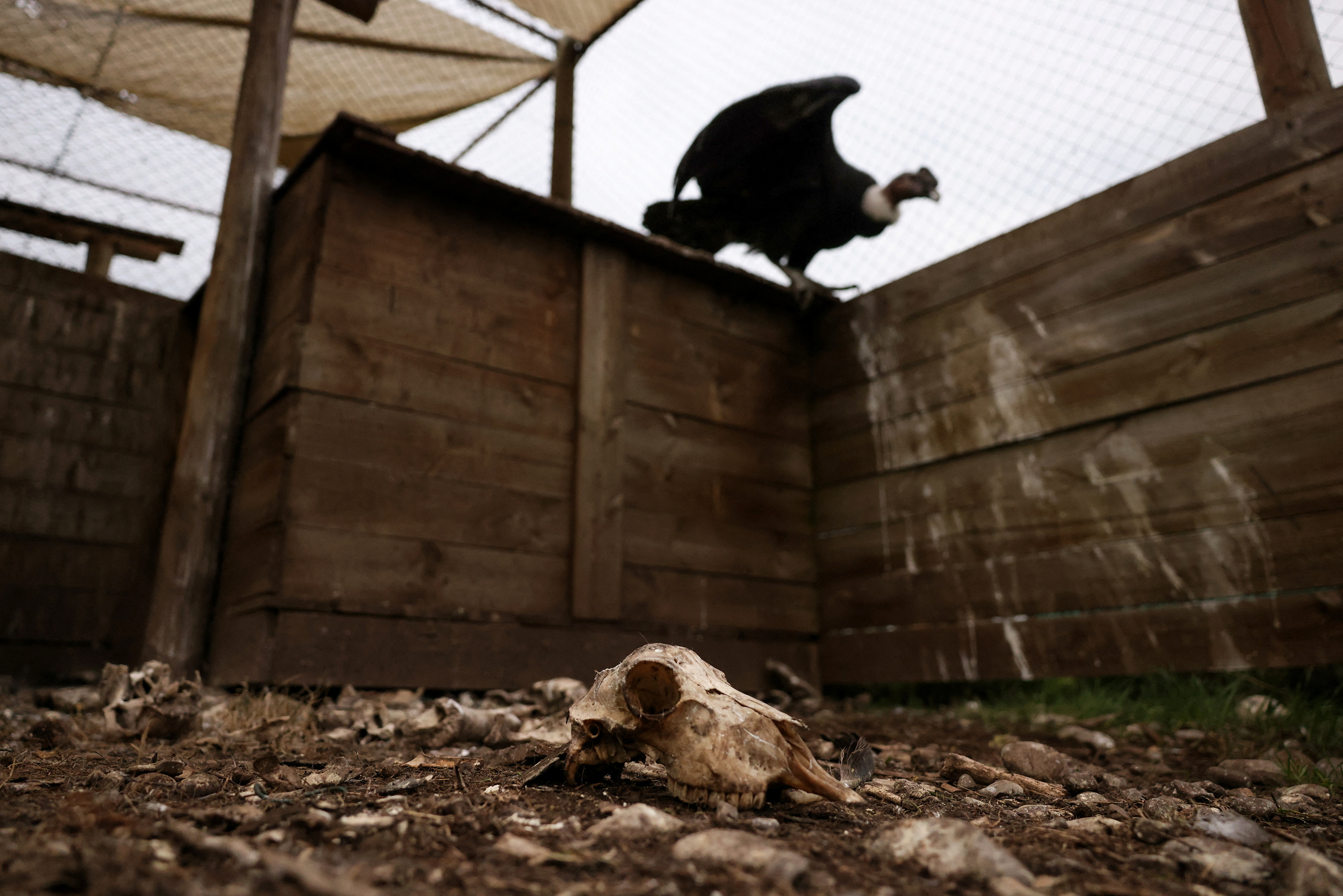 Andean condor in rehab highlights conservation challenges | Reuters
