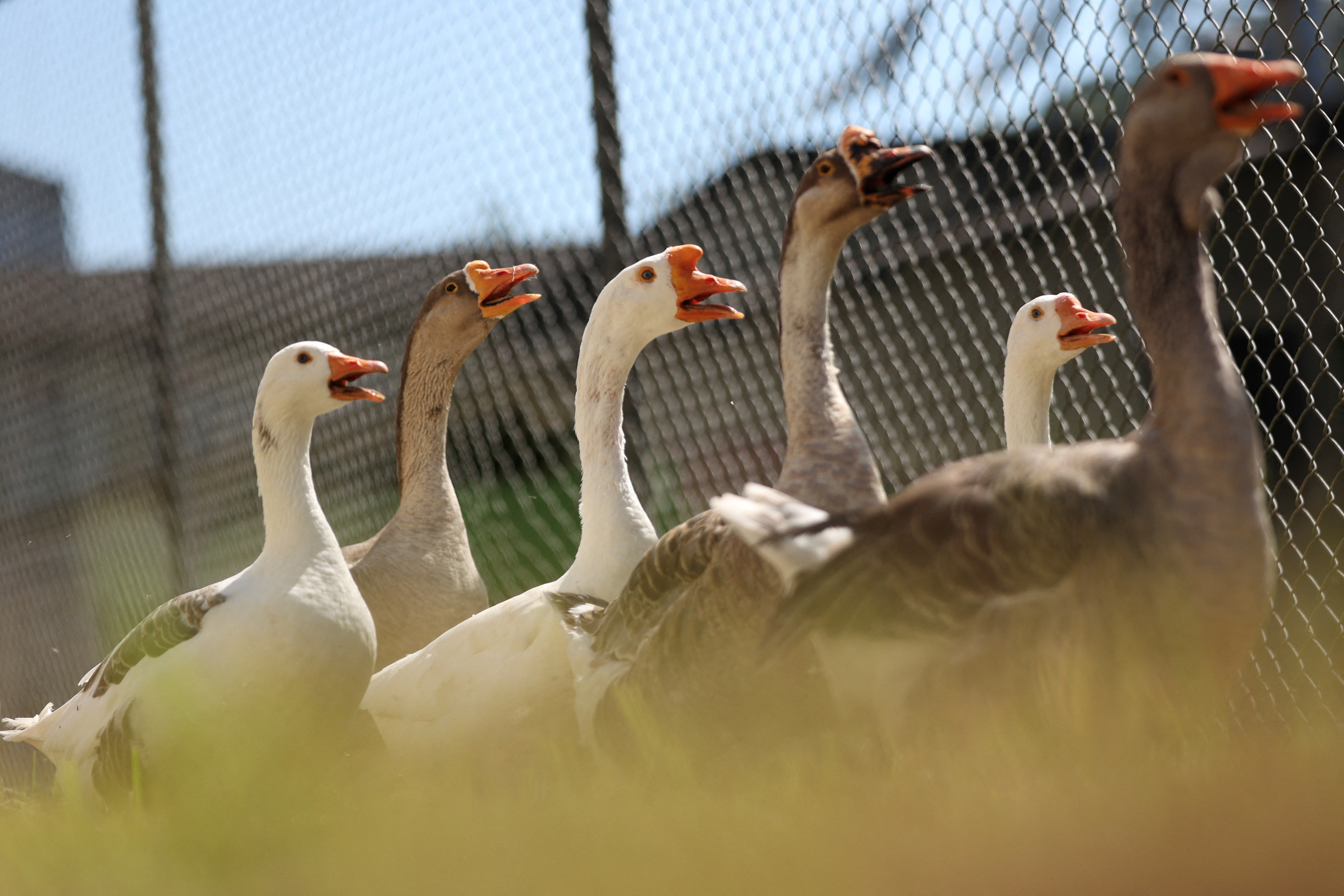Brazilian 'geese agents' honk in case of prison break | Reuters