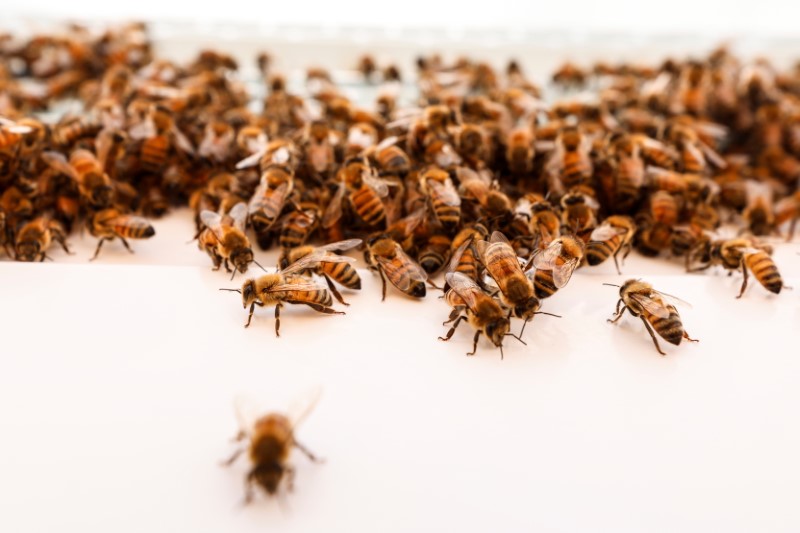 Bees find refuge from perilous world in robotic hive | Reuters