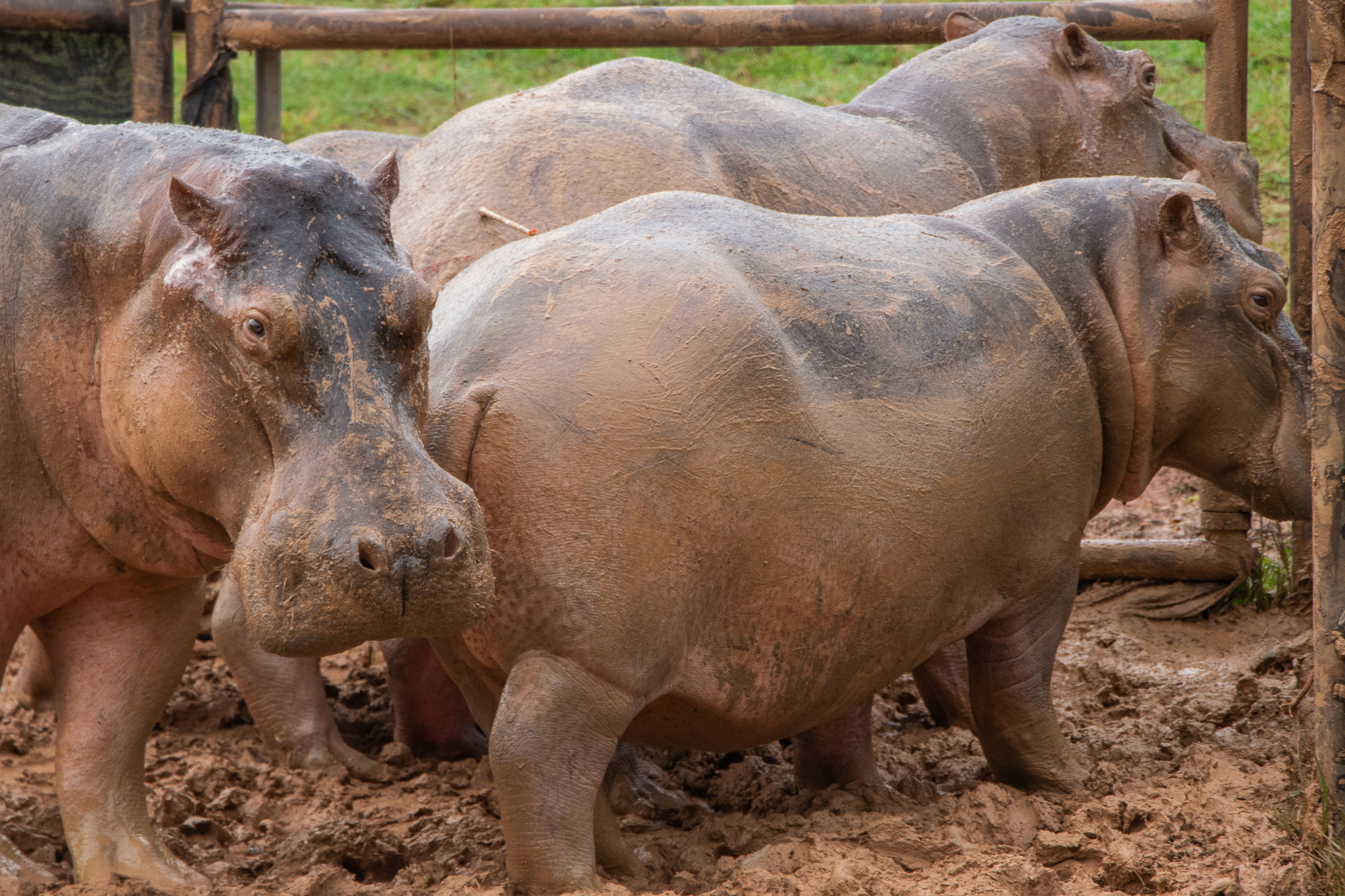 Birth control for Colombia's hippos: Contraceptive darts | Reuters
