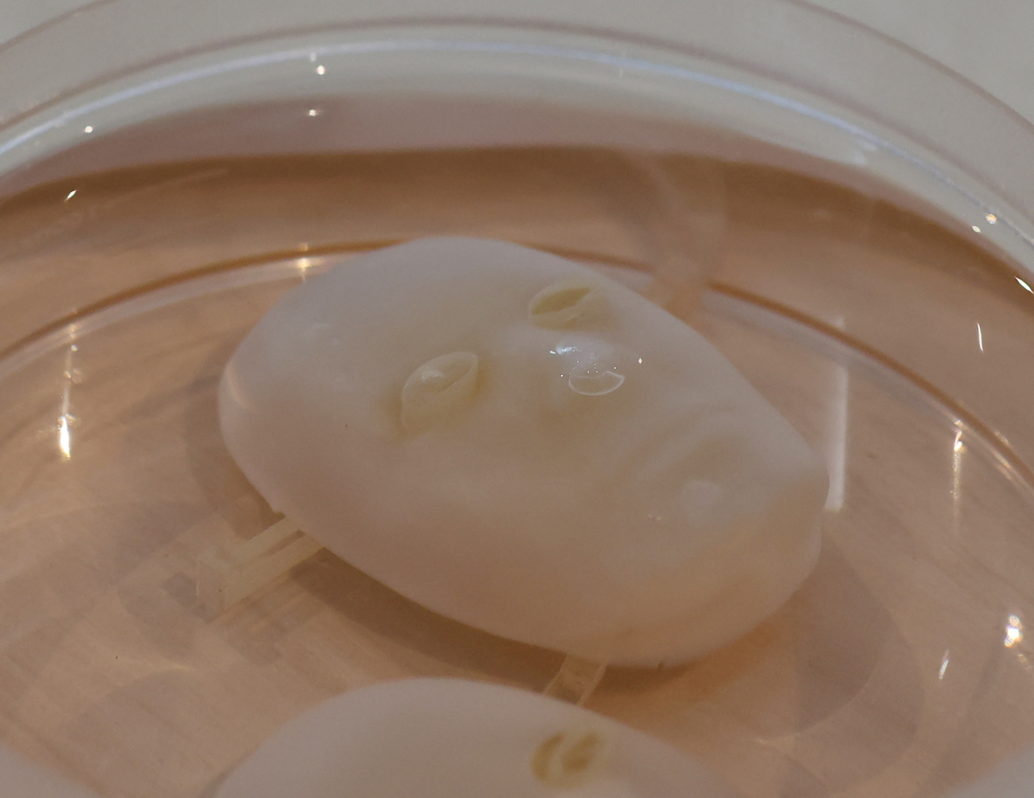 Say cheese: Japanese scientists make robot face 'smile' with living ...