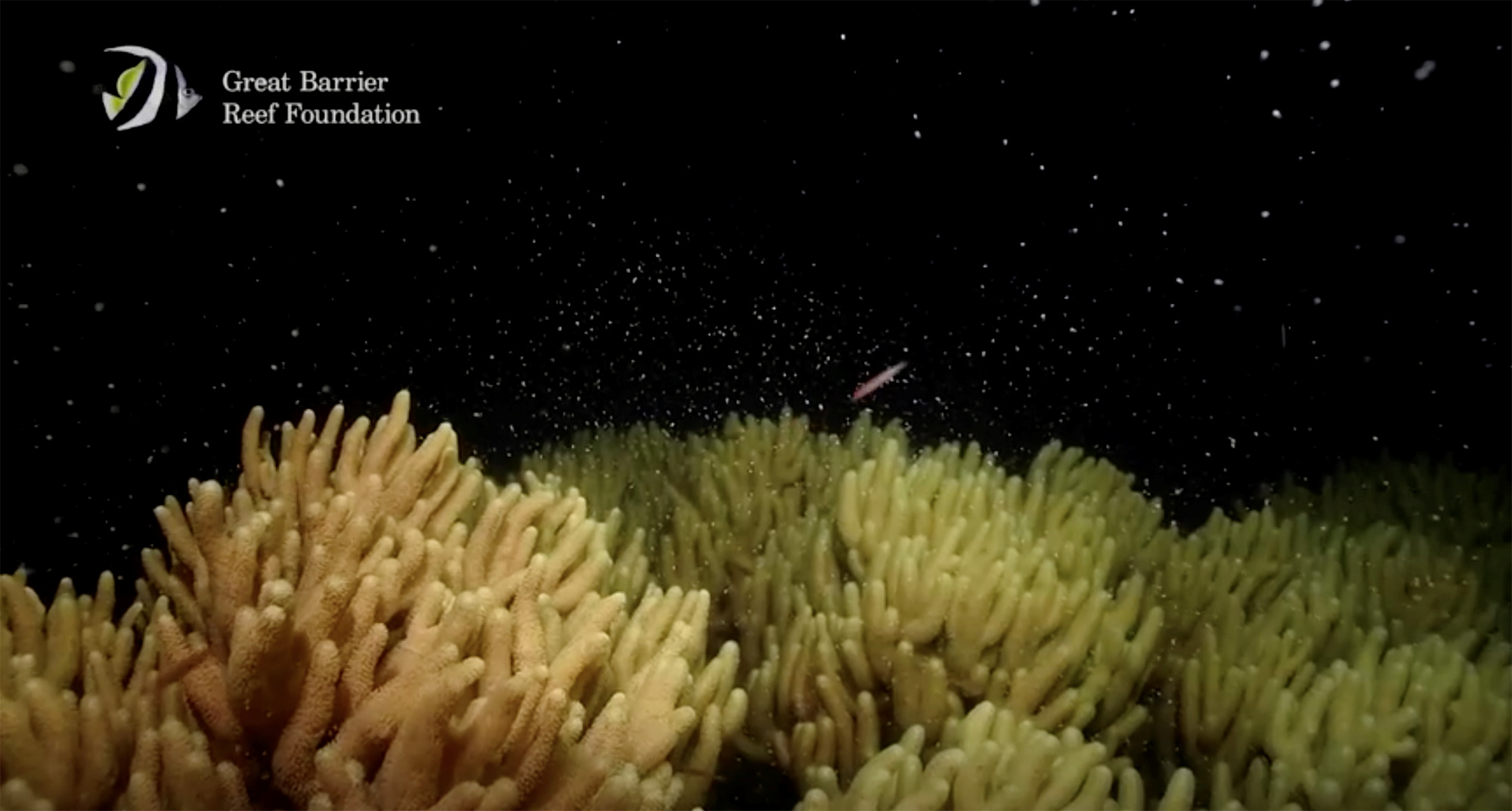 Coral IVF trial offers hope of renewal for Australia's Great Barrier ...