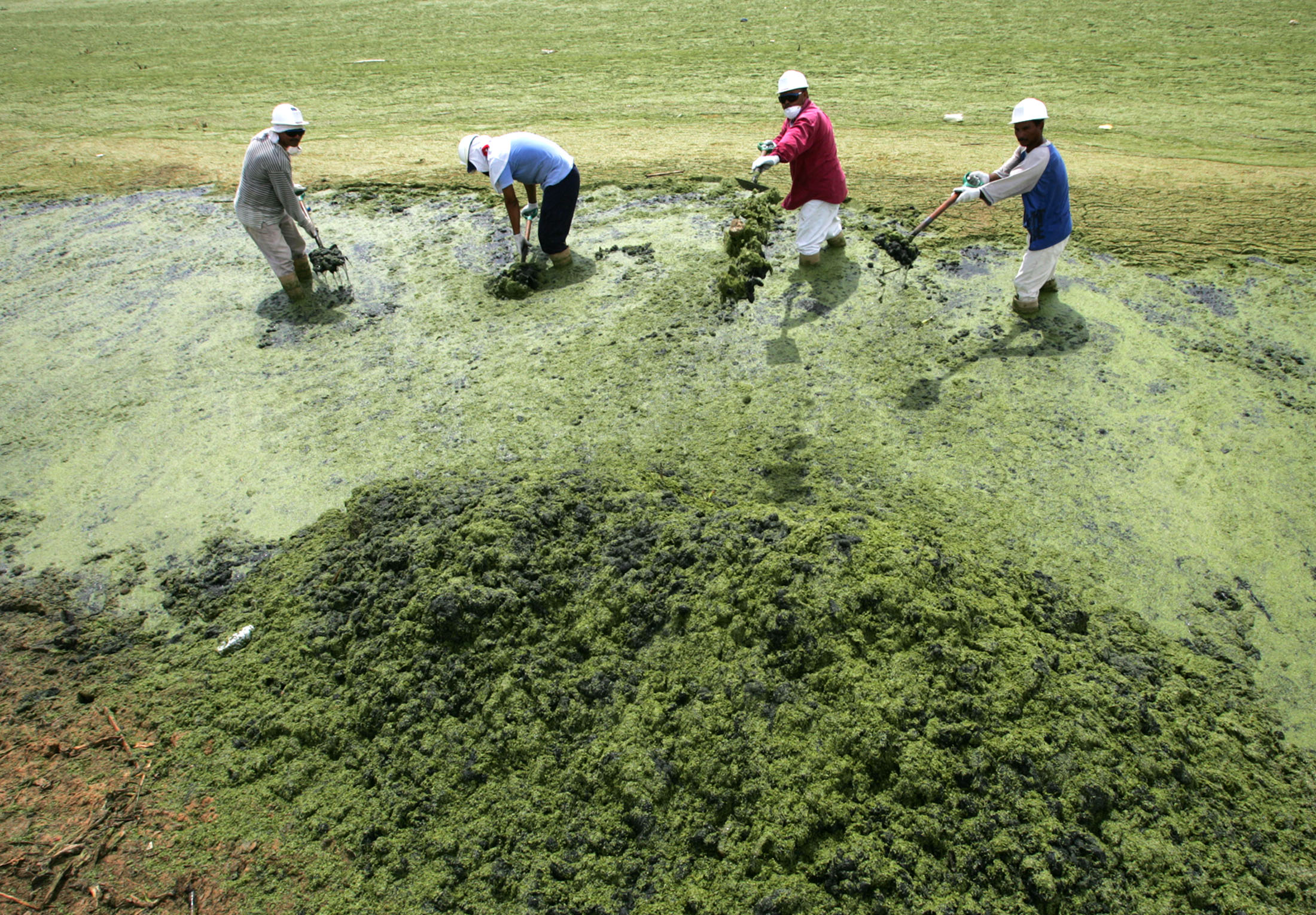 Algae fed by pollution carpet Venezuela's Lake Maracaibo in green | Reuters