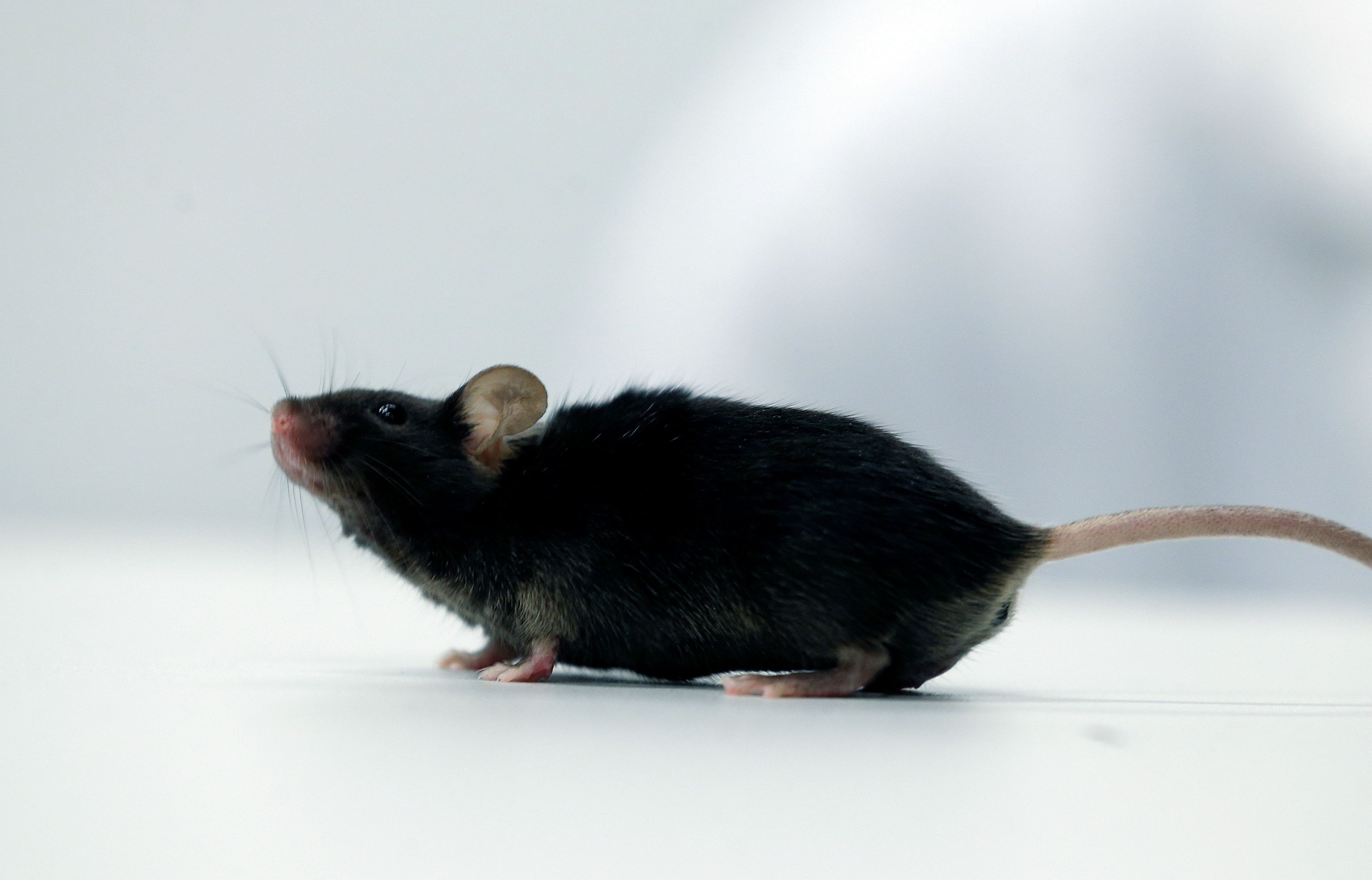 German scientists make paralyzed mice walk again | Reuters