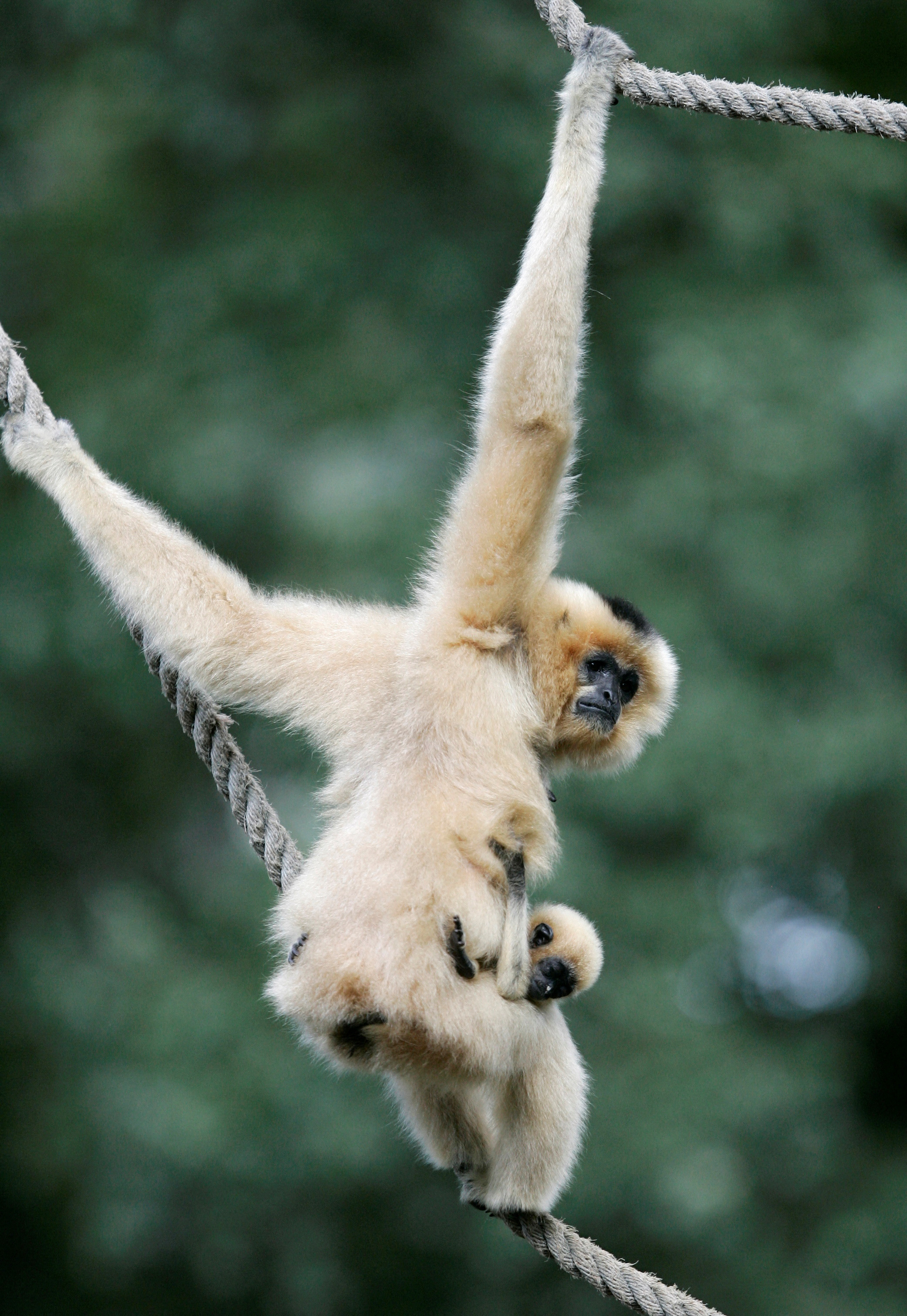 People with tails? No, because of this ancient genetic mutation | Reuters