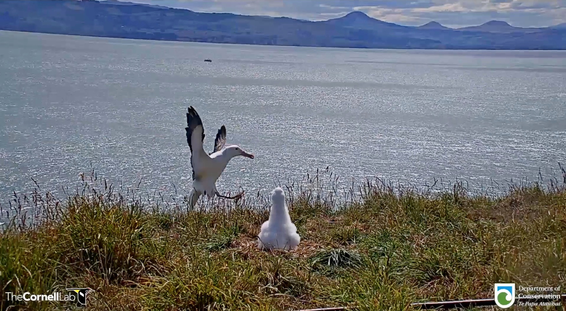 Faceplanting to fame: NZ livestream catches albatross in awkward ...