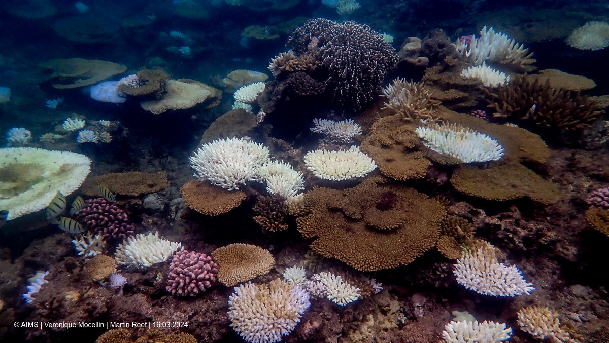 Coral reefs suffer fourth global bleaching event, NOAA says | Reuters