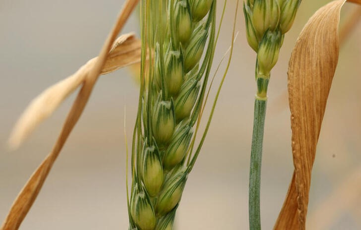 Scientists look to solve ozone threat to Africa's food security | Reuters