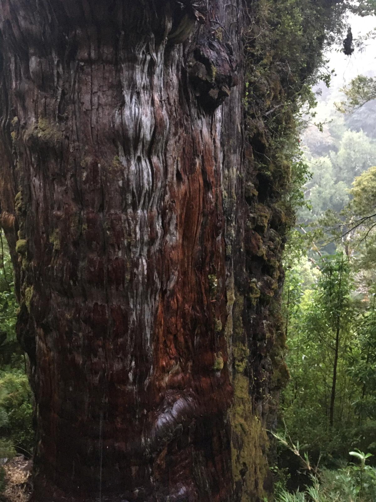 Chile could be home to world's oldest tree, study suggests | Reuters