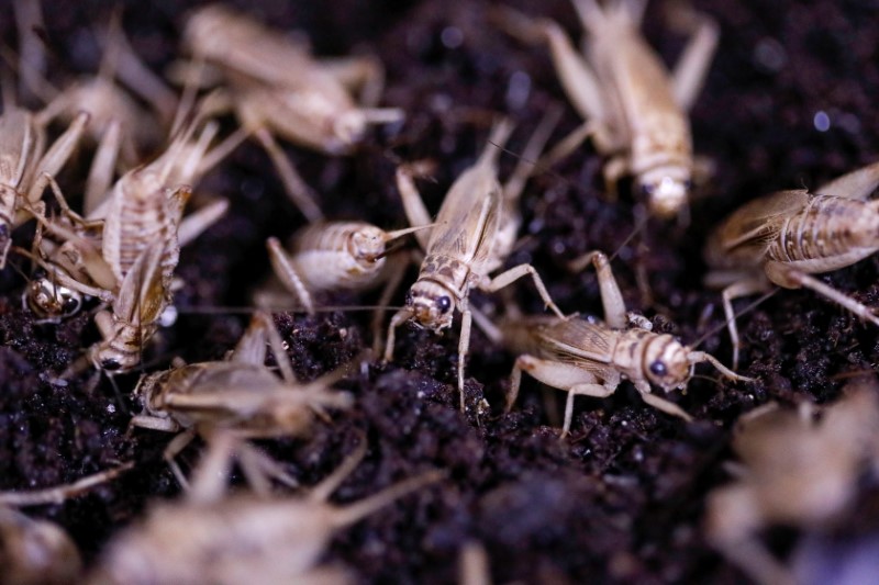 Kyrgyz cricket farm hopes to tap Chinese insects market | Reuters