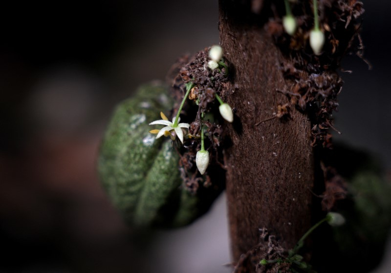 High hopes in Israel for 'super hero' cocoa that survived frontline ...