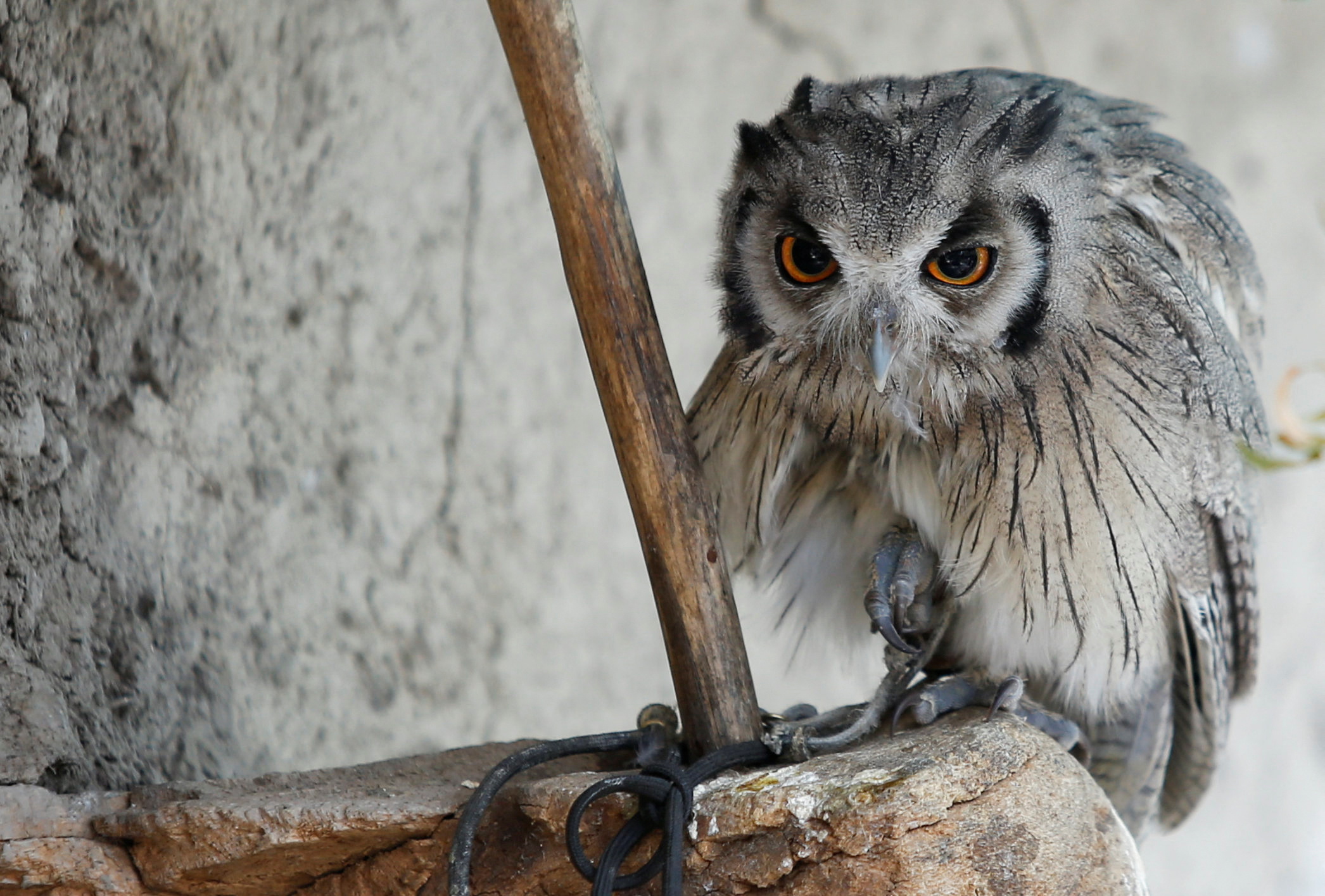 For Kenya's birds of prey, power lines are a deadly enemy | Reuters