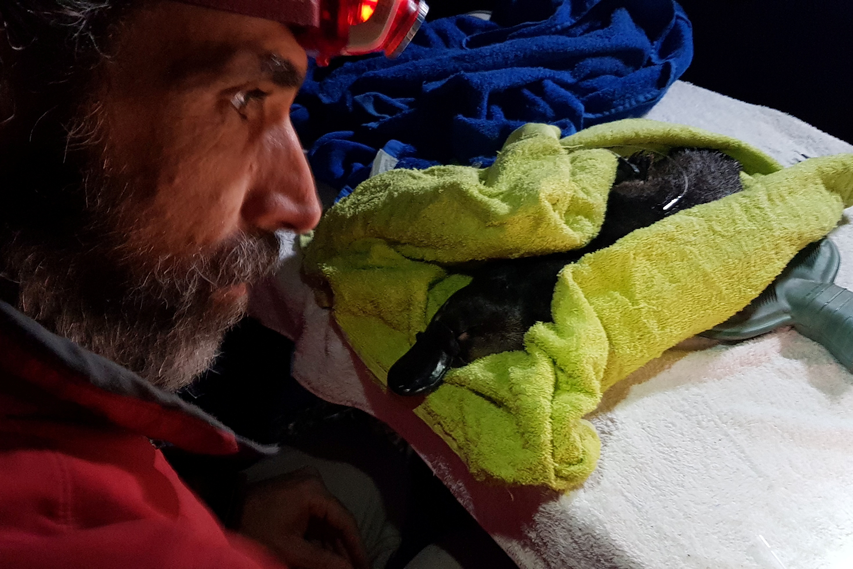Climate risk drives push to save Australia's weird, elusive platypuses ...