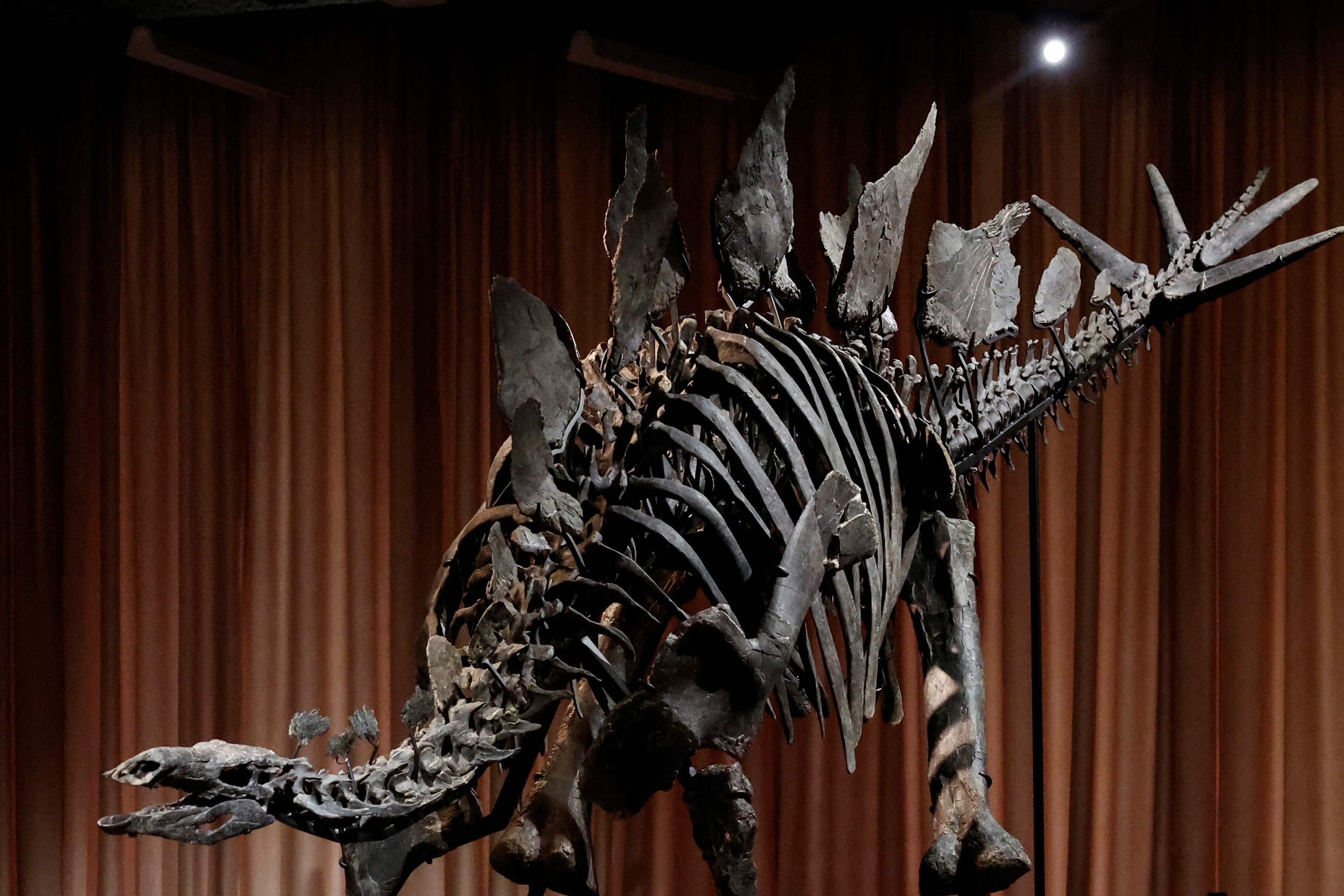 Dinosaurs Stegosaurus Leanbh Stegosaurus | The Lion Guard: New