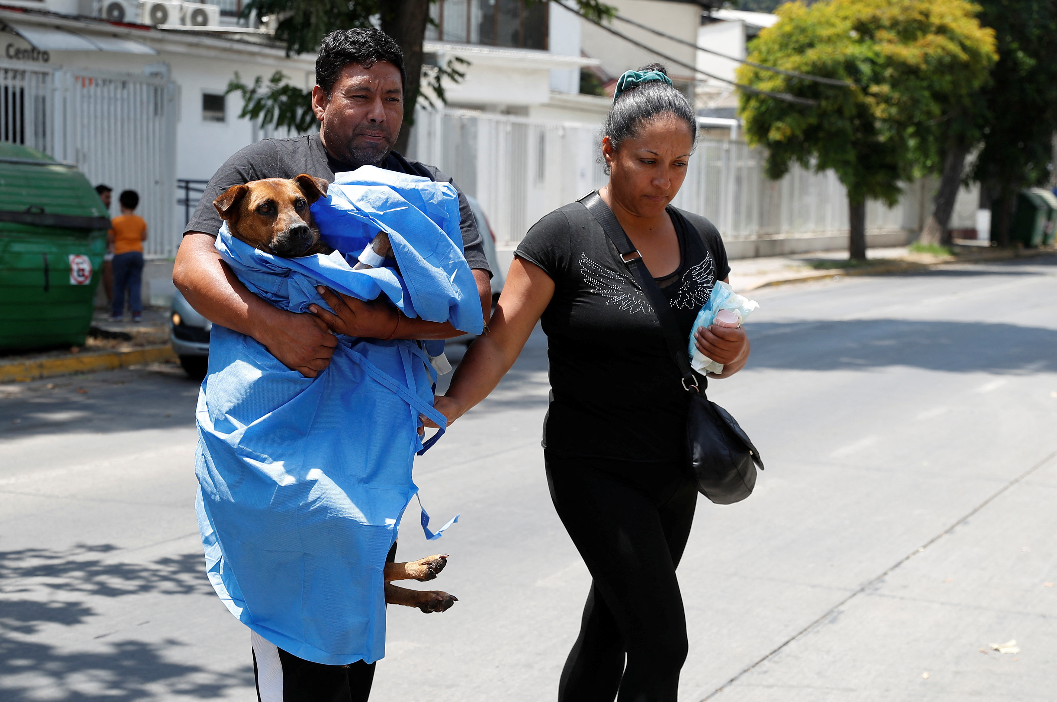Chilean vet helps dogs, cats and rabbits injured in wildfires | Reuters