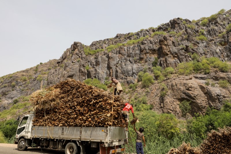 WIDER IMAGE With fuel scarce, Yemen's forests are next casualty of war ...