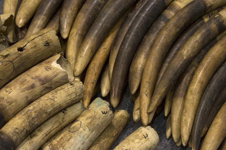 Vietnam seizes 600 kg of ivory smuggled from Africa | Reuters