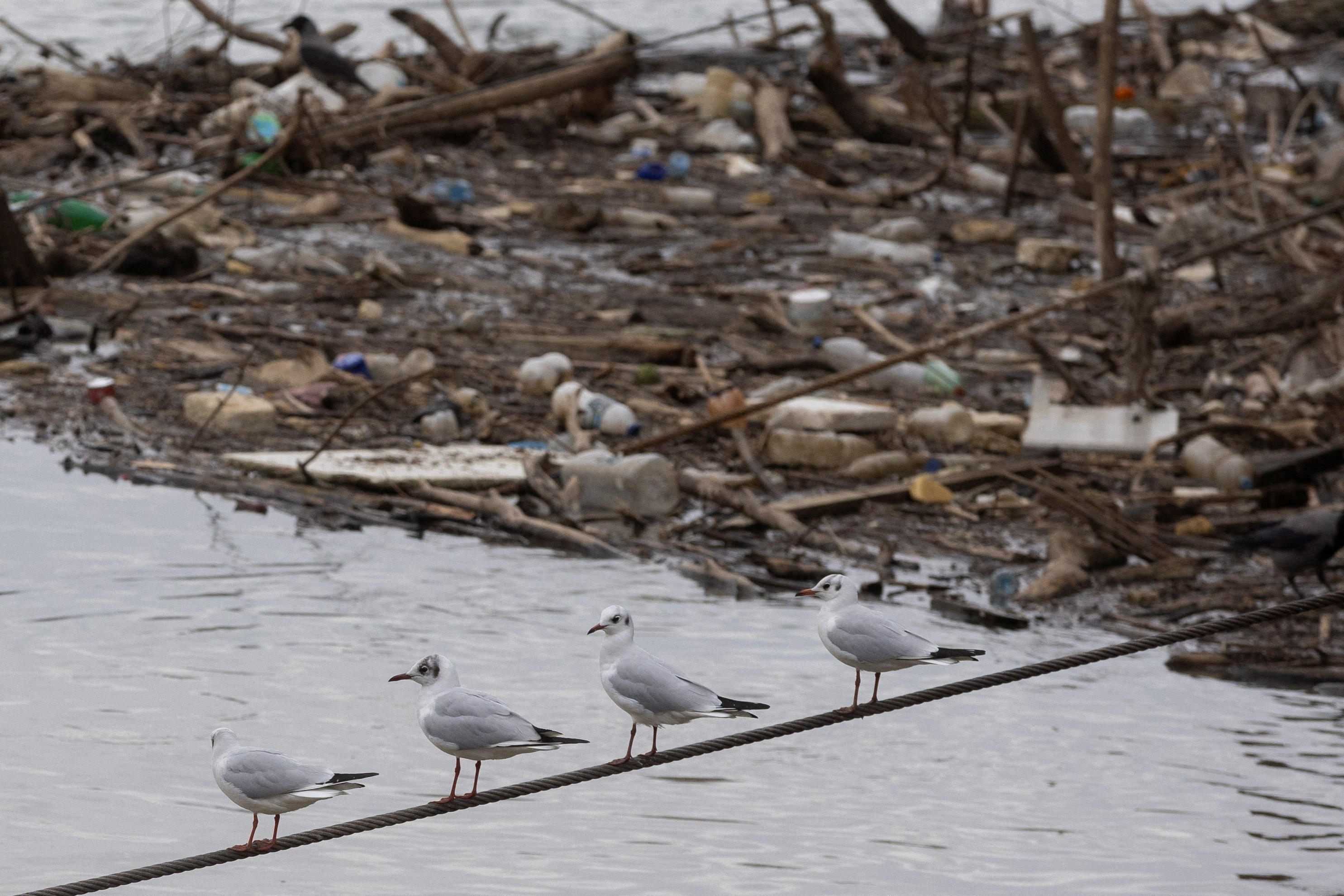 Smelly Serbian wastewater adds to environmental woes | Reuters