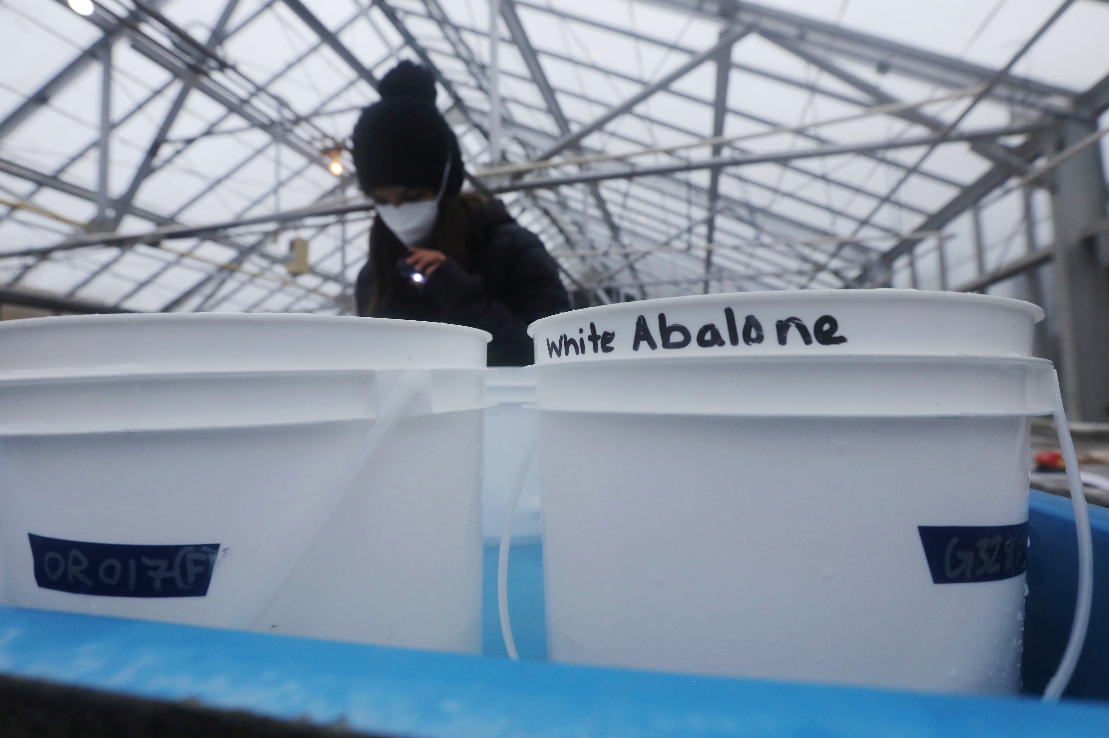 How scientists are using a 'romantic solution' to save endangered white ...