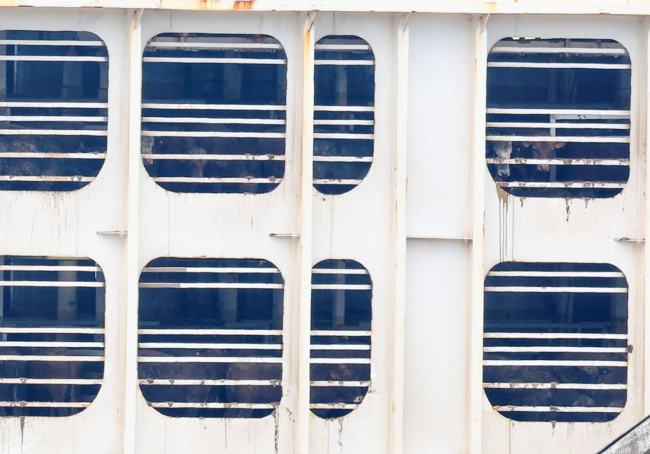 Kuwaiti 'death ship' carrying cattle causes stench in Cape Town | Reuters