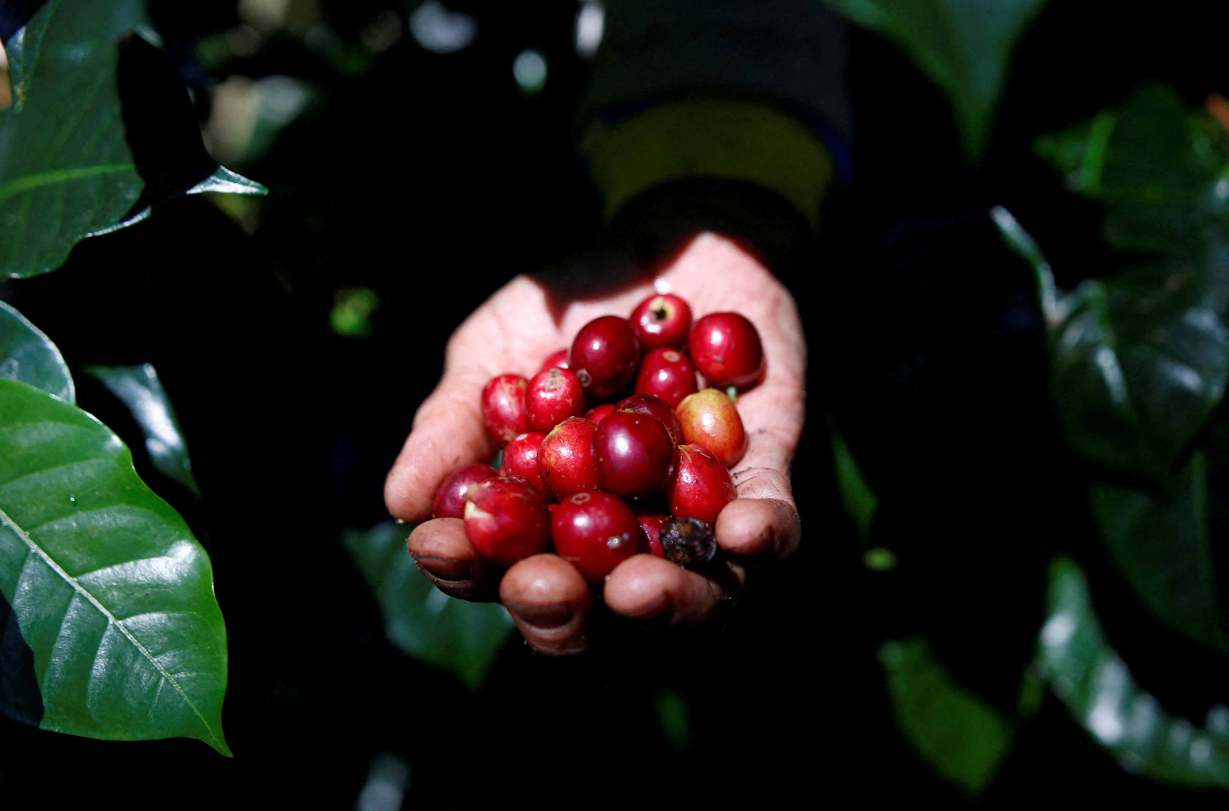 Genome study reveals prehistoric Ethiopian origins of coffee | Reuters