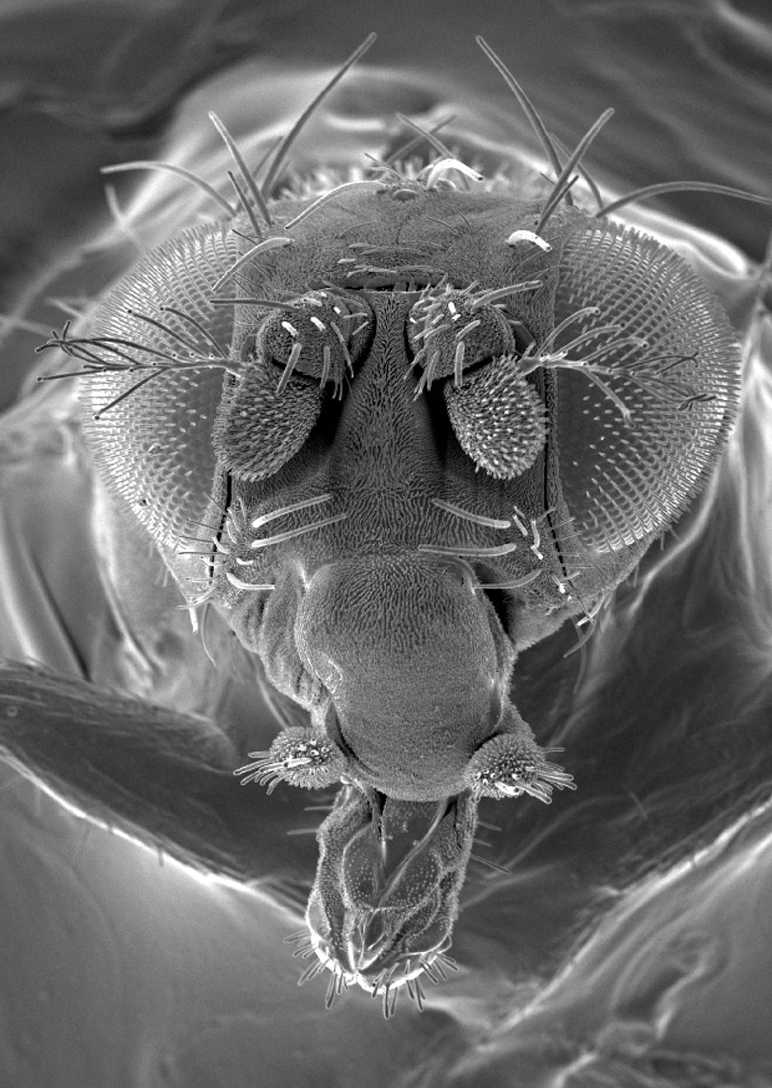 Scientists map fruit fly brain in neurobiological milestone | Reuters