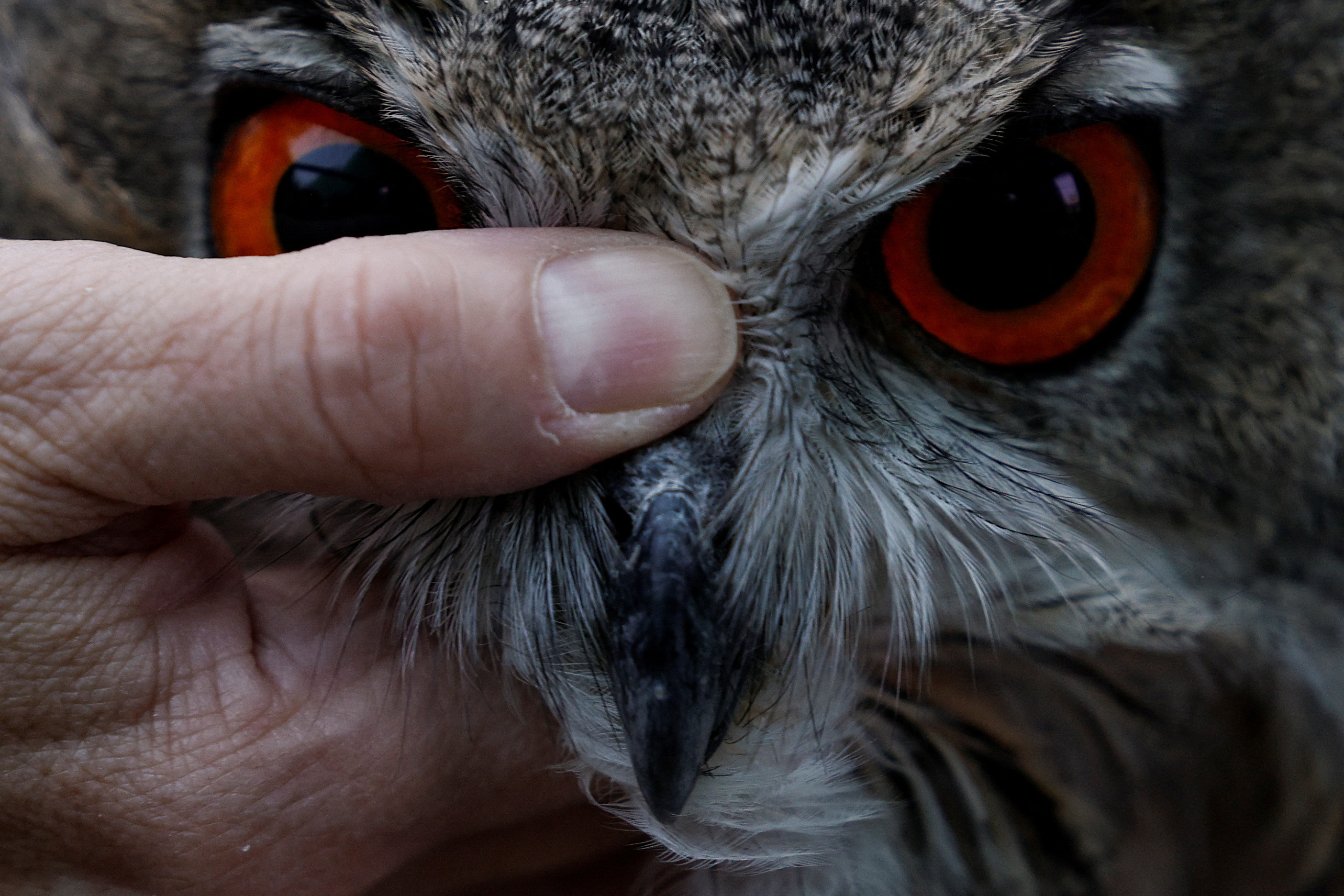 After captivity in Madrid, owl twins learn to live on the wild side ...