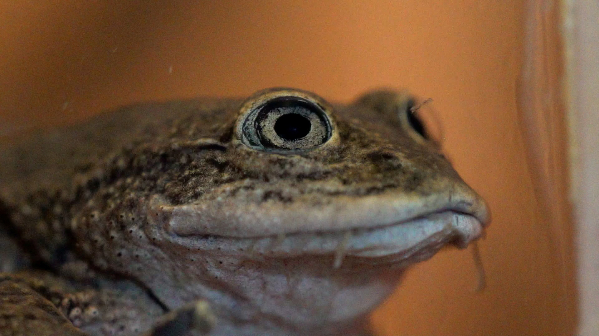 Back from the brink of extinction, Chilean frogs begin journey home ...