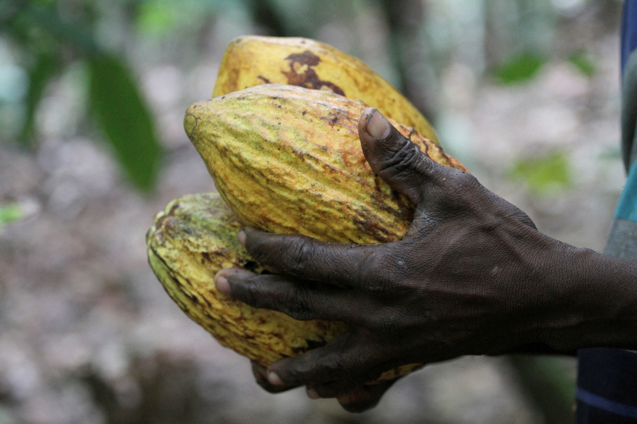 Light rain supports growth of Ivory Coast cocoa mid-crop, farmers say ...