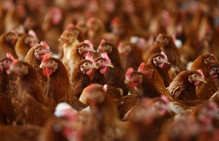 Pilgrim’s Pride loses bid to block US chicken growers' class action ...